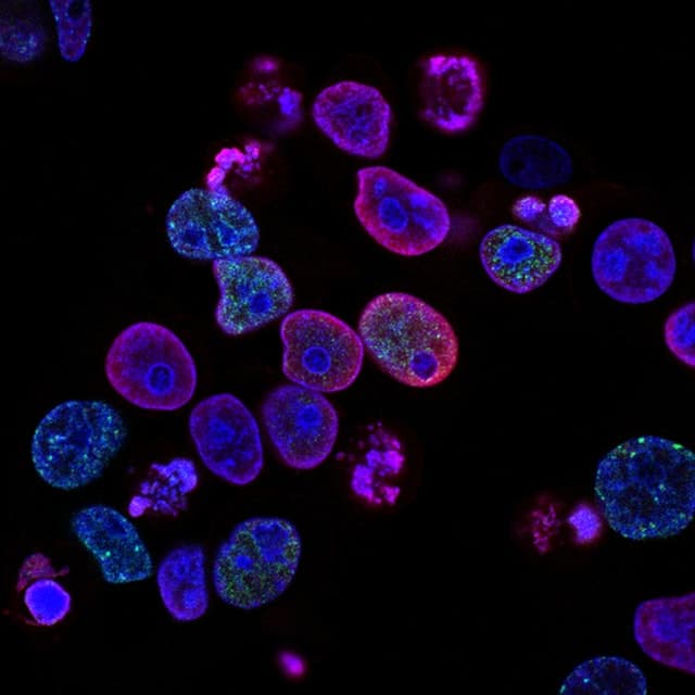 What is biological age?